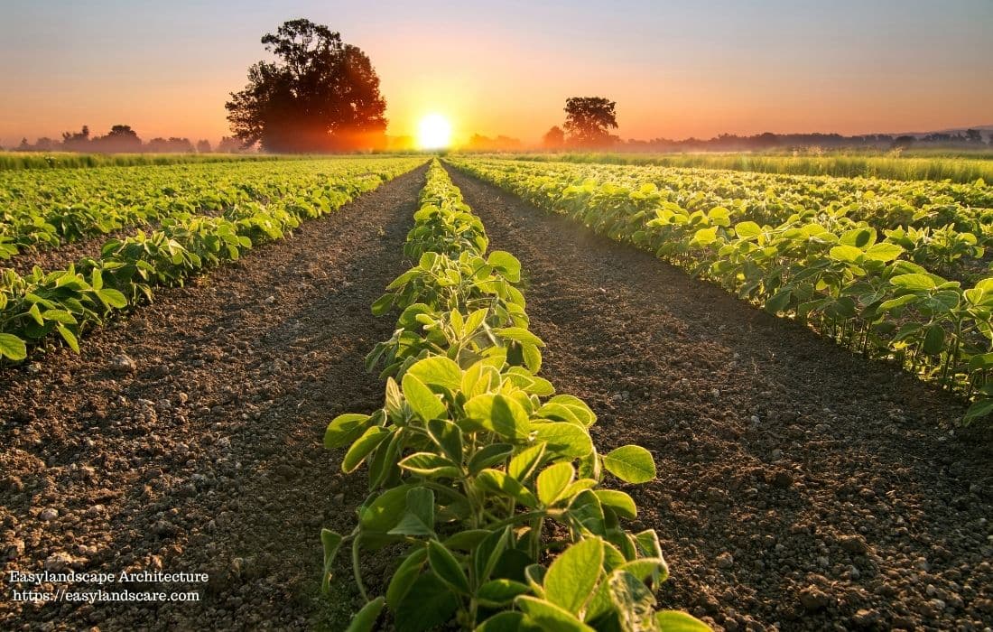 Row Planting Guide: Techniques, and Tips for Better Yields - Easy ...