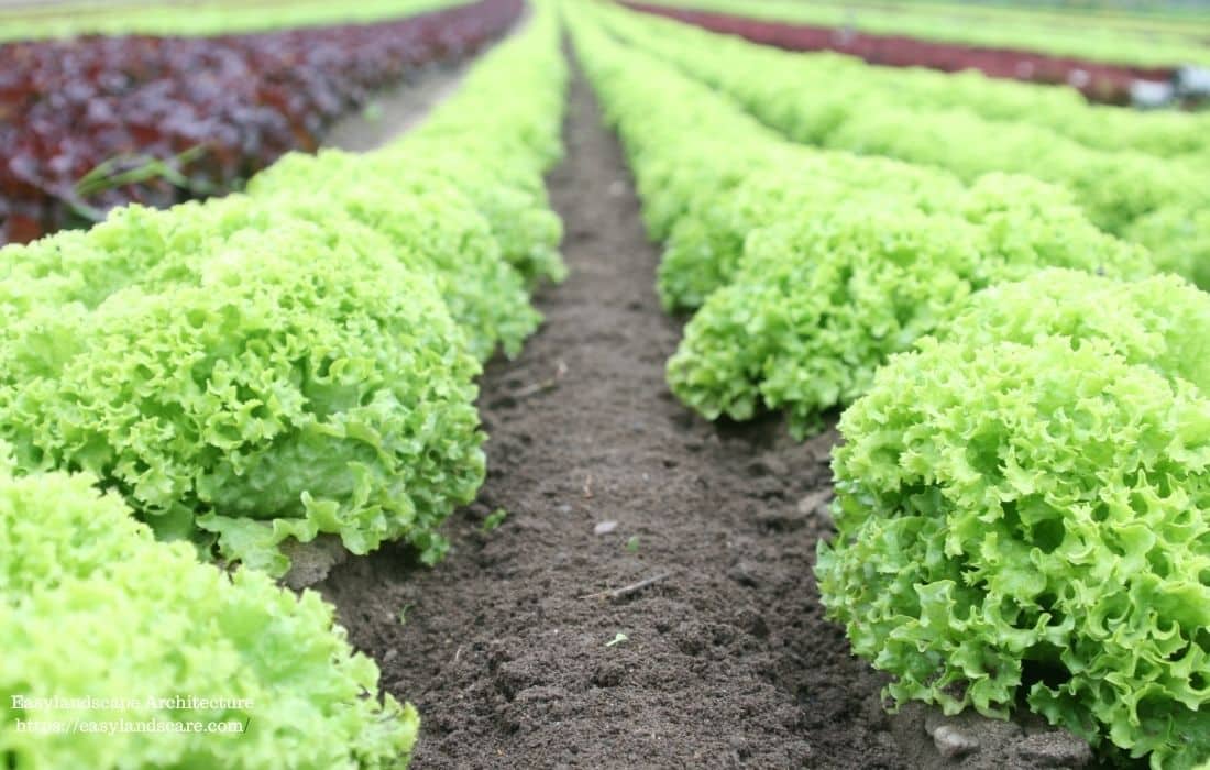 Row Planting Guide: Techniques, and Tips for Better Yields - Easy ...
