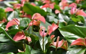 Anthurium Care Secrets: What You Need to Know for Lush Growth - Easy ...