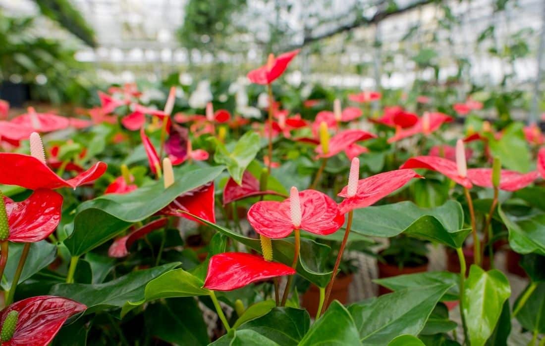 Anthurium Care Secrets: What You Need to Know for Lush Growth - Easy ...