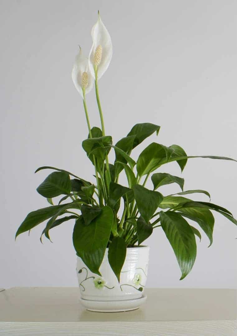 Peace Lily Care Rituals: A Mindful Approach to Plant Wellness - Easy ...