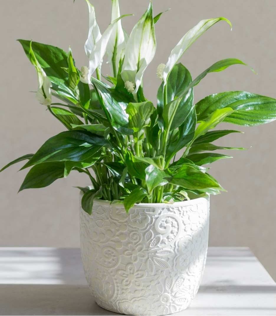 Peace Lily Care Rituals: A Mindful Approach to Plant Wellness - Easy ...