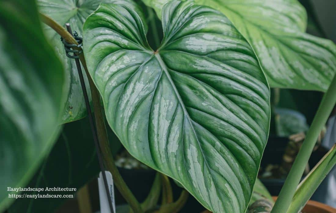 Arrowhead Plant Care: What You Need to Know - Easy Landscape Architecture