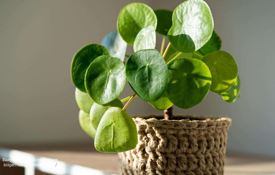 How to Perfect Your Chinese Money Plant Care Routine Easily - Easy ...