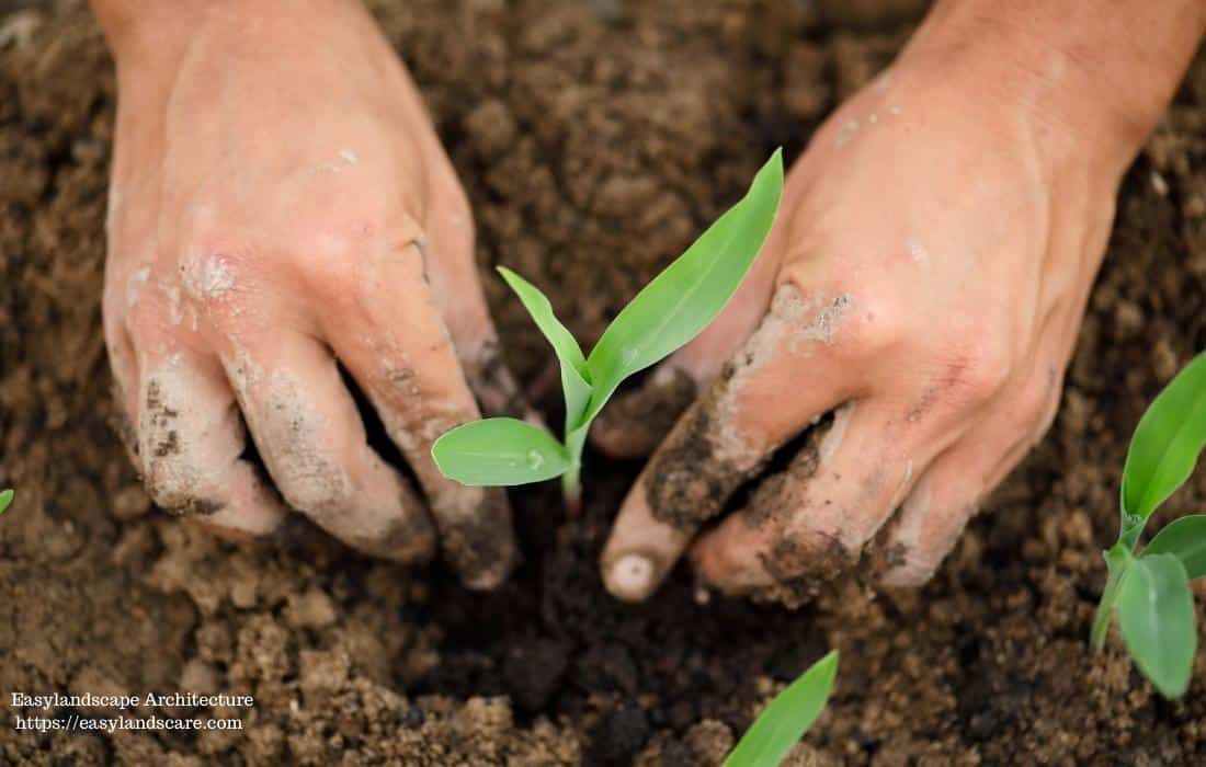 Corn Plant Care Secrets: How to Keep Your Dracaena Fragrans Healthy ...