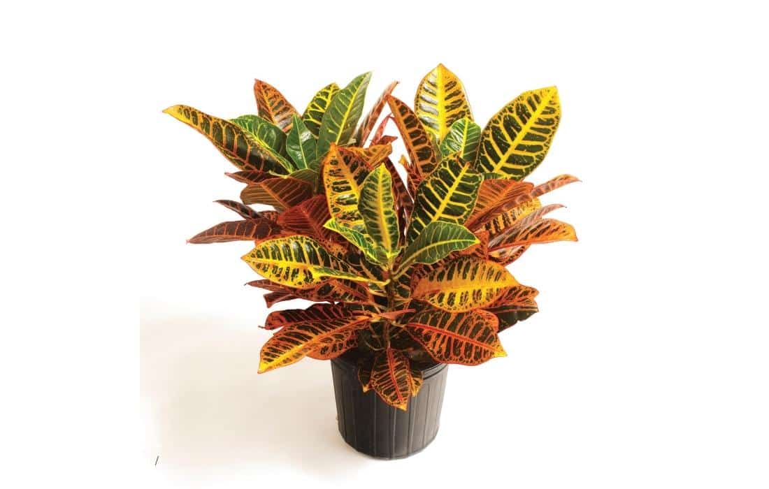 Croton Plant Care: A Detailed Guide to Vibrant Foliage - Easy Landscape ...