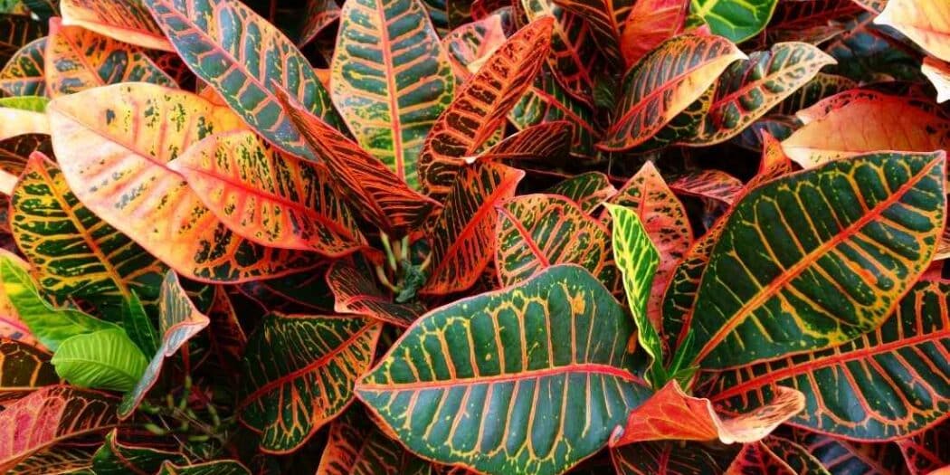 Croton Plant Care: A Detailed Guide to Vibrant Foliage - Easy Landscape ...