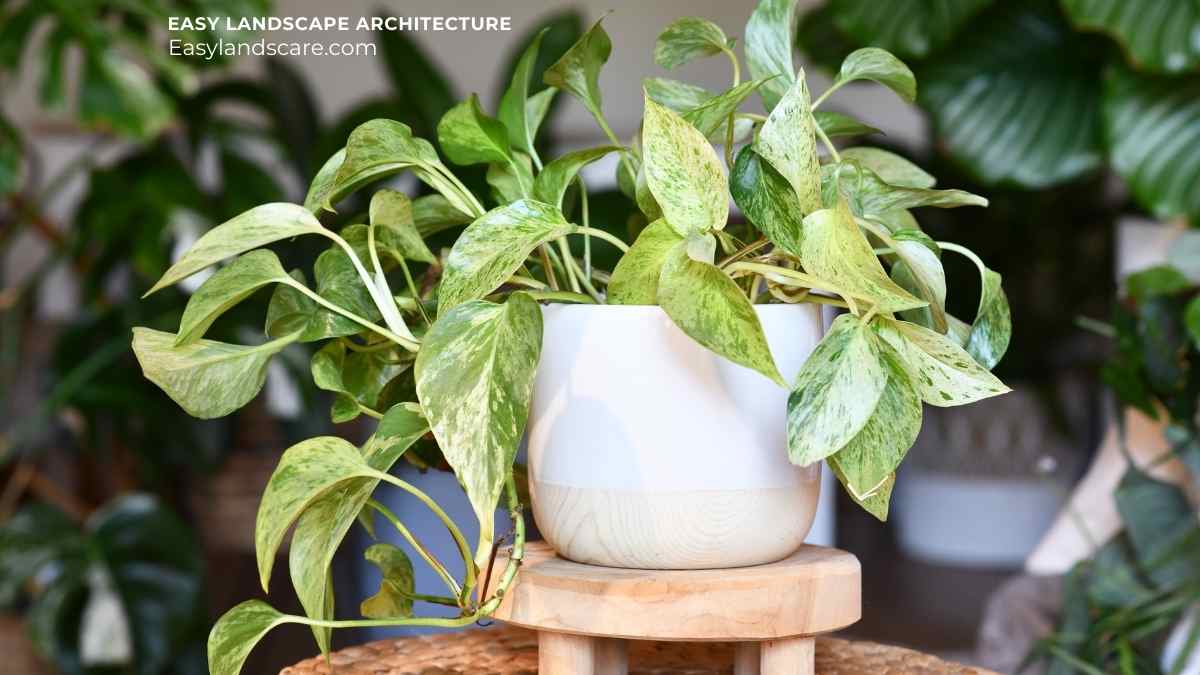 Golden Pothos Care: Simple & Effective - Easy Landscape Architecture