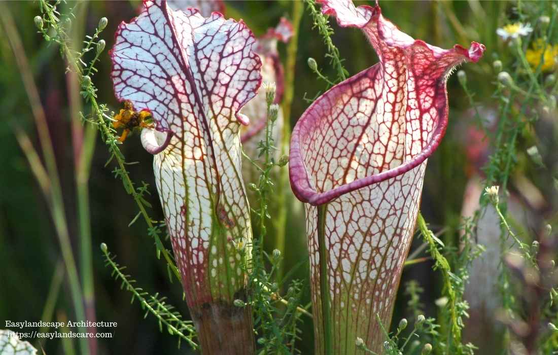 Top Tips for Pitcher Plant Care: Creating the Perfect Environment ...