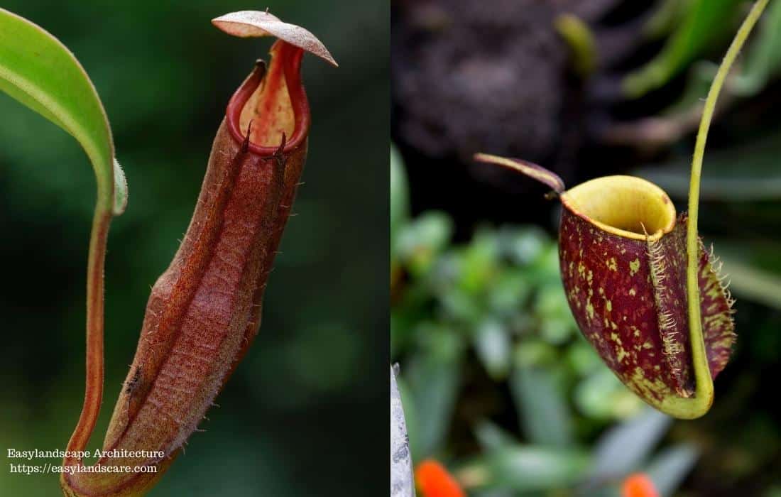 Top Tips for Pitcher Plant Care: Creating the Perfect Environment ...