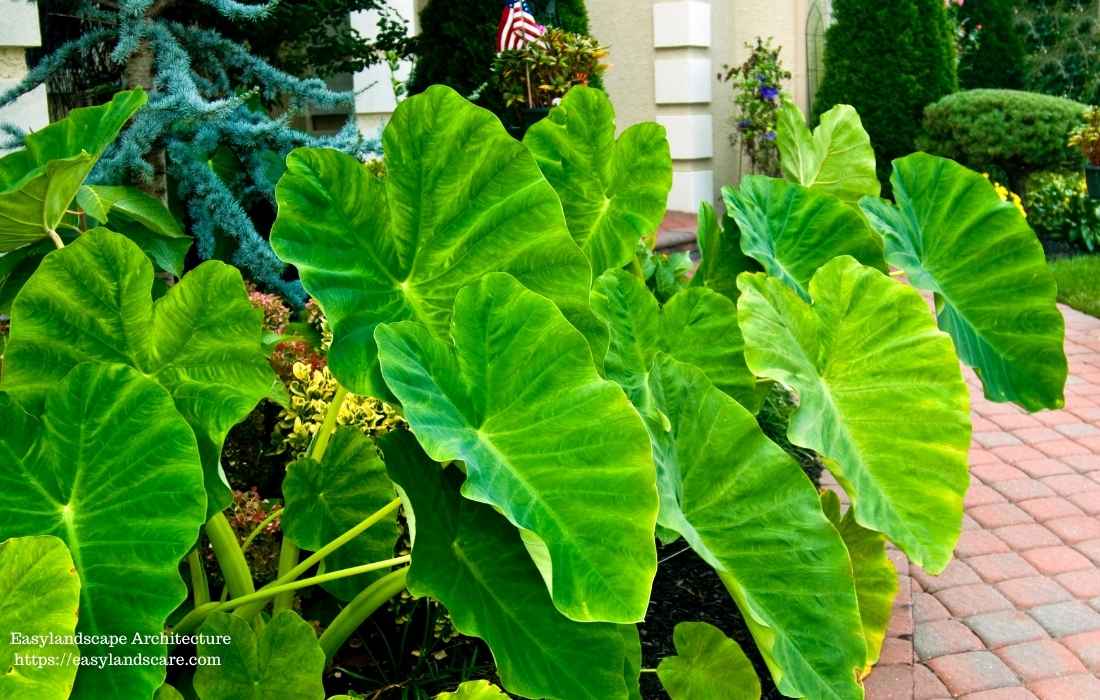 From Garden to Living Room: Mastering Elephant Ear Plant Care - Easy ...