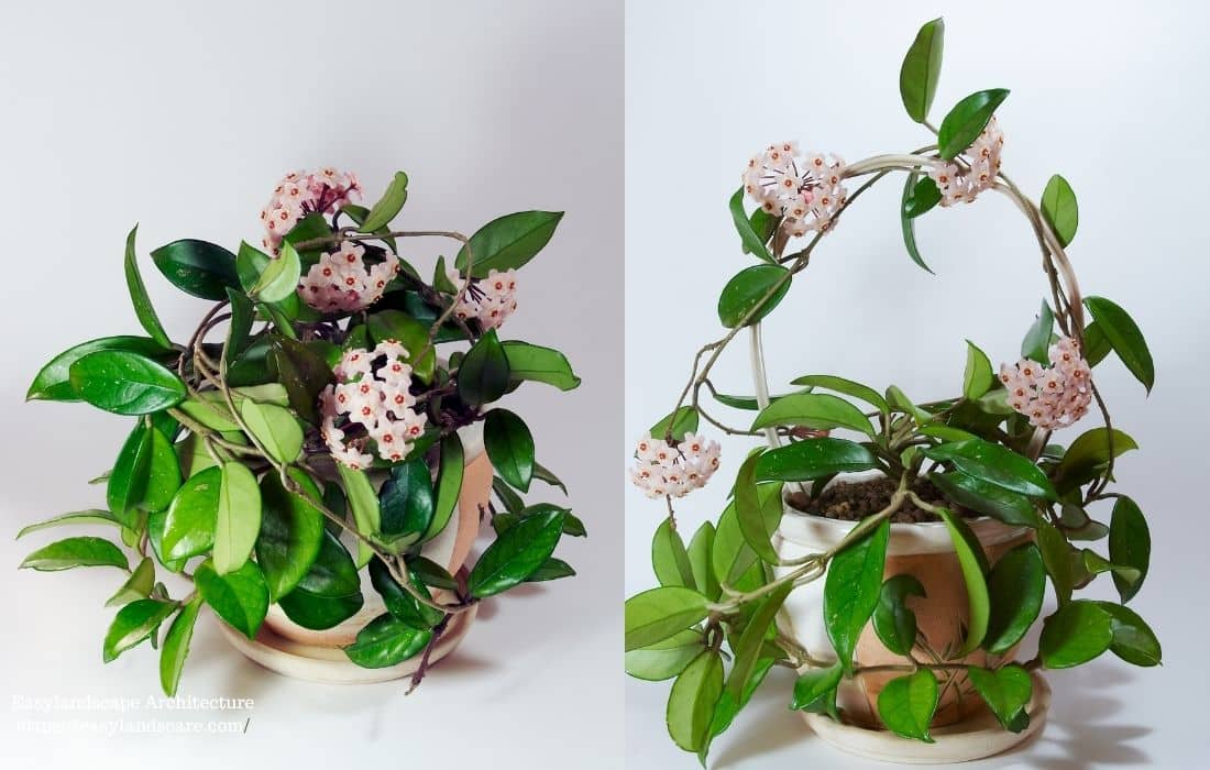 Hoya Plant Secrets: What Makes This Houseplant So Special? - Easy ...