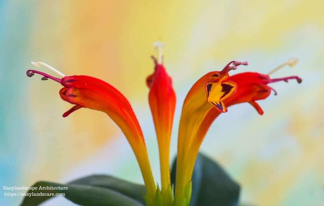 Lipstick Plant Secrets: An Exotic Indoor Beauty - Easy Landscape ...