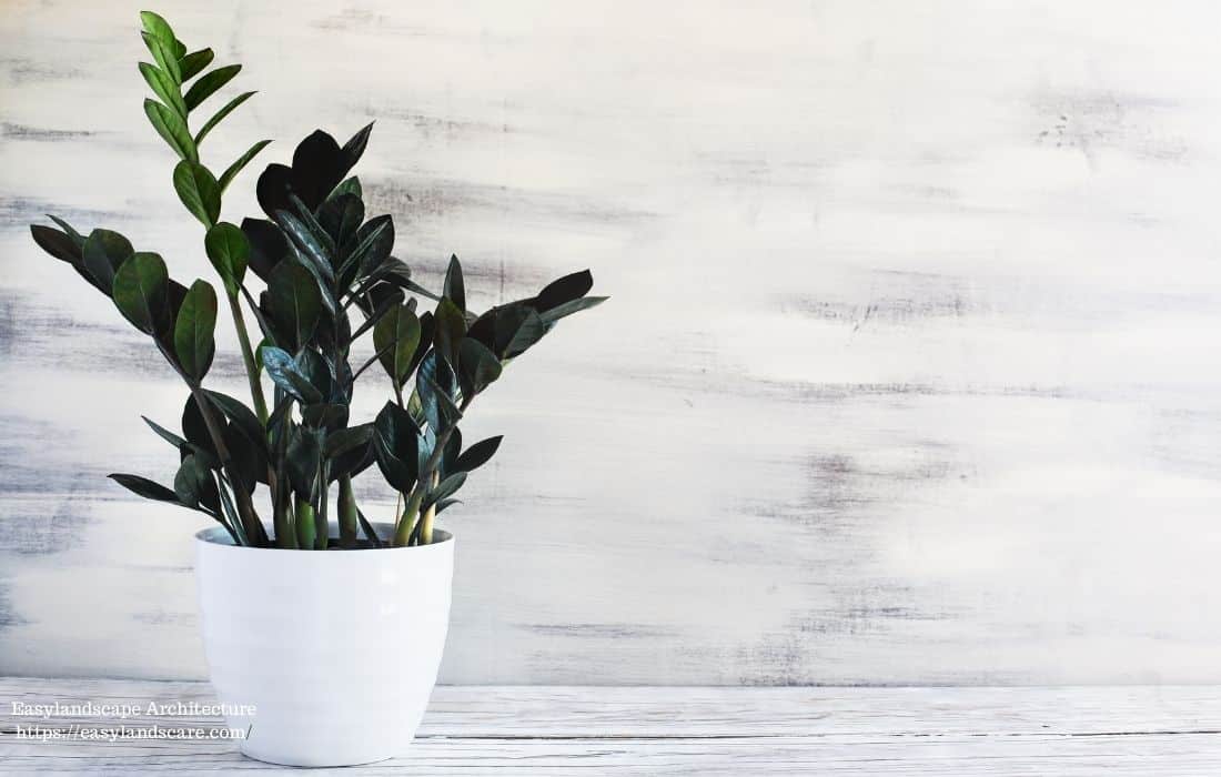 Your Ultimate ZZ Plant Guide: Care, Propagation, and Varieties - Easy ...