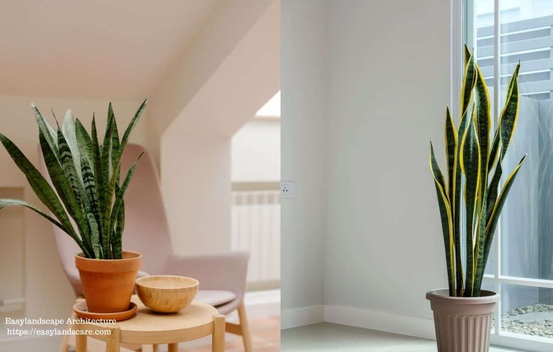 Snake Plant Benefits: More Than Just Pretty Leaves! - Easy Landscape ...