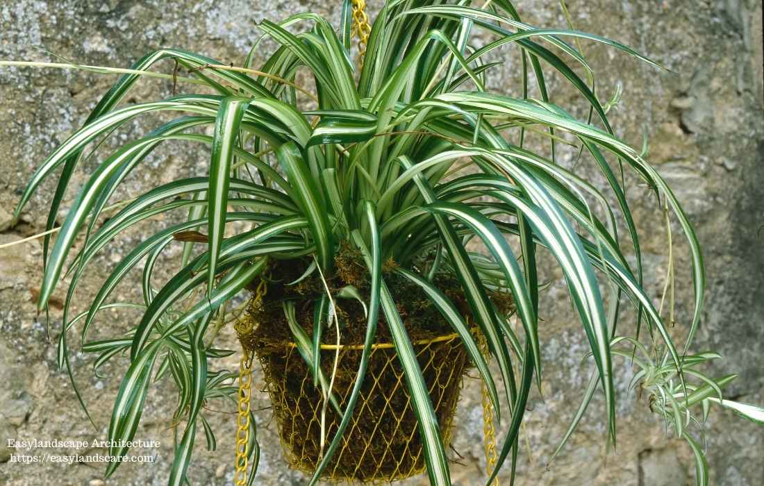 The Spider Plant: More Than Just a Pretty Leaf. - Easy Landscape ...