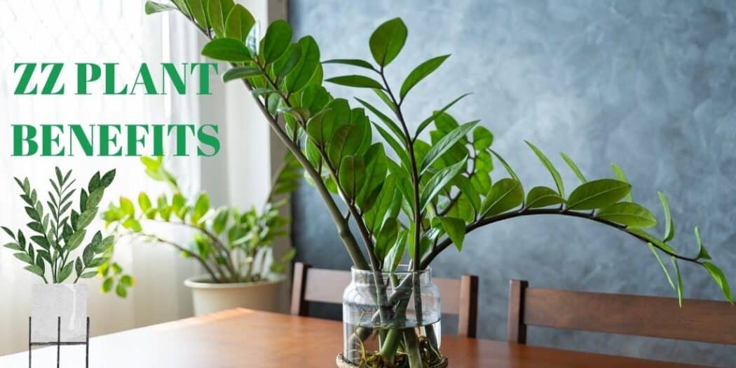 ZZ Plant Benefits from My Home and Office: A Personal Journey - Easy ...
